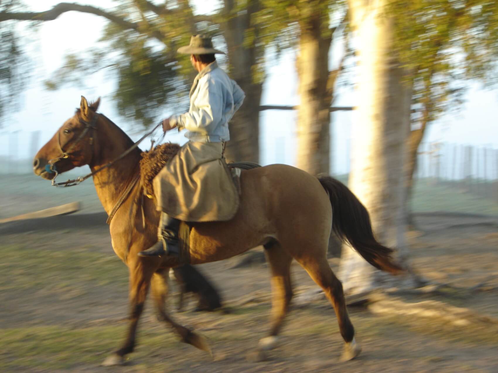 The Fate of Gauchos and Cattle Ranching in Southern Brazil