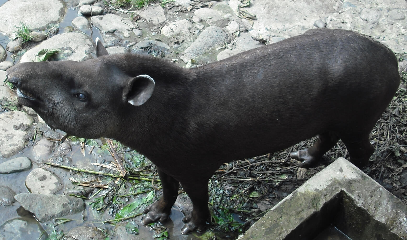 Hunting and Gathering Among the Wachiperi of the Peruvian Rainforest